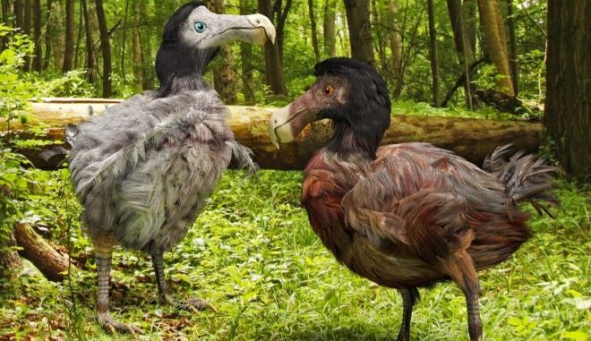 Επιστήμονες θέλουν να ξαναφέρουν στην ζωή το εξαφανισμένο πτηνό