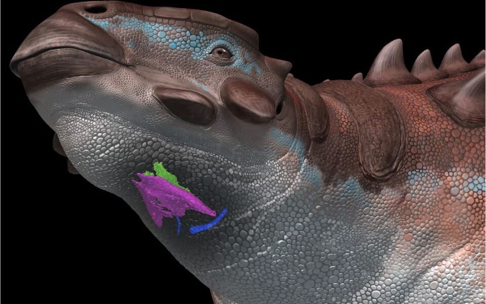 Τι ήχους έβγαζαν οι δεινόσαυροι; Οι επιστήμονες ίσως έχουν μια πρώτη ...