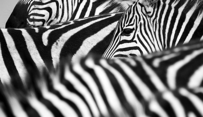 Όλοι έχουμε ρίγες σαν τις ζέβρες και δεν το ξέρουμε